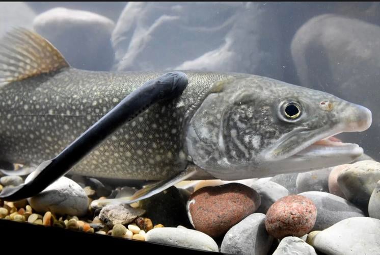 How Canada and the U.S. repelled an invasive ‘vampire fish’