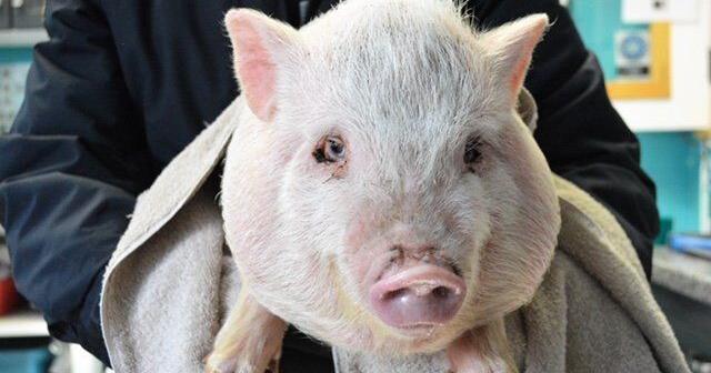 Foster homes found for 18 pot-bellied pigs taken from Milton residence