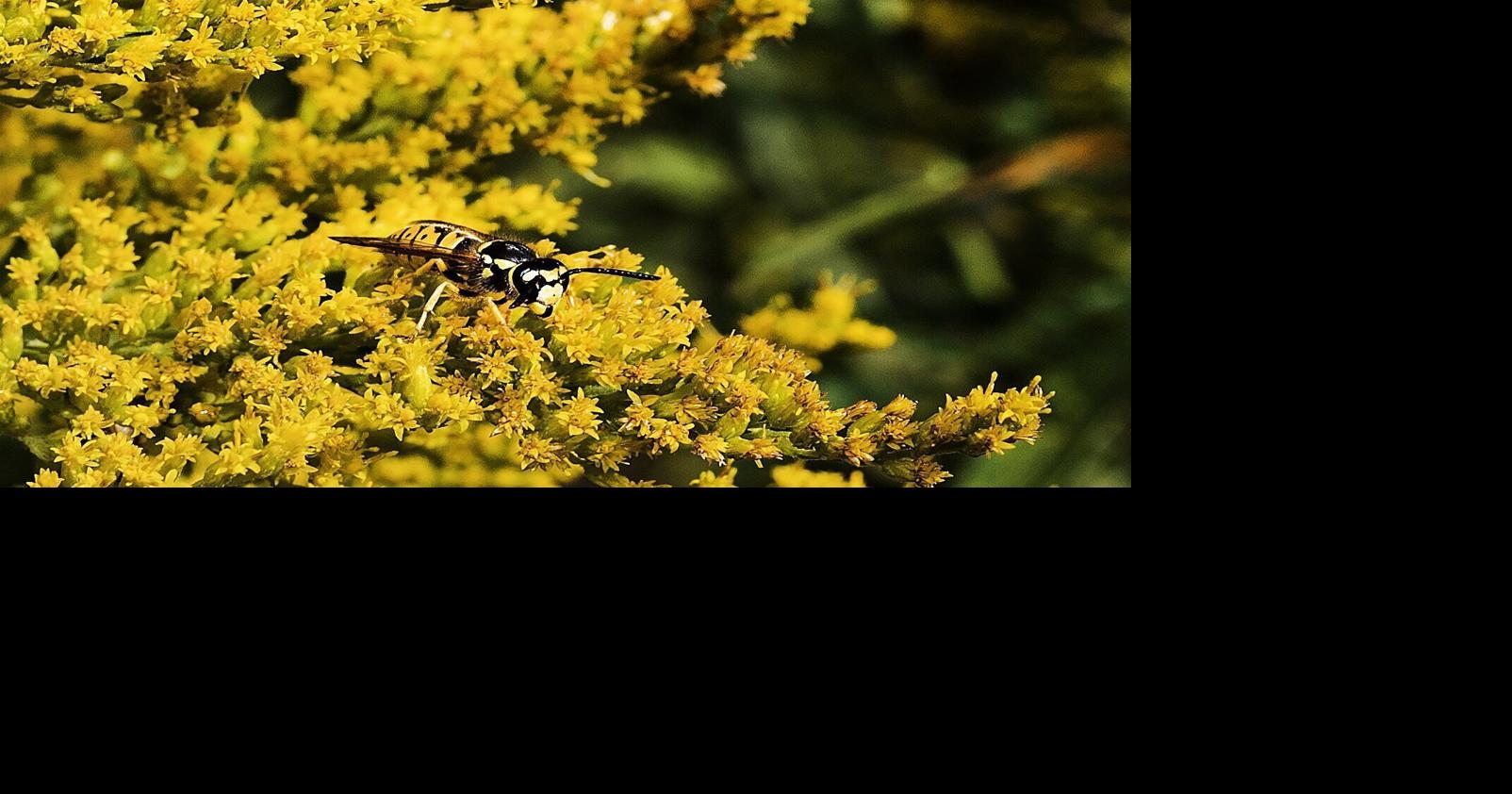 Here’s why you’re seeing so many wasps in Ontario this year