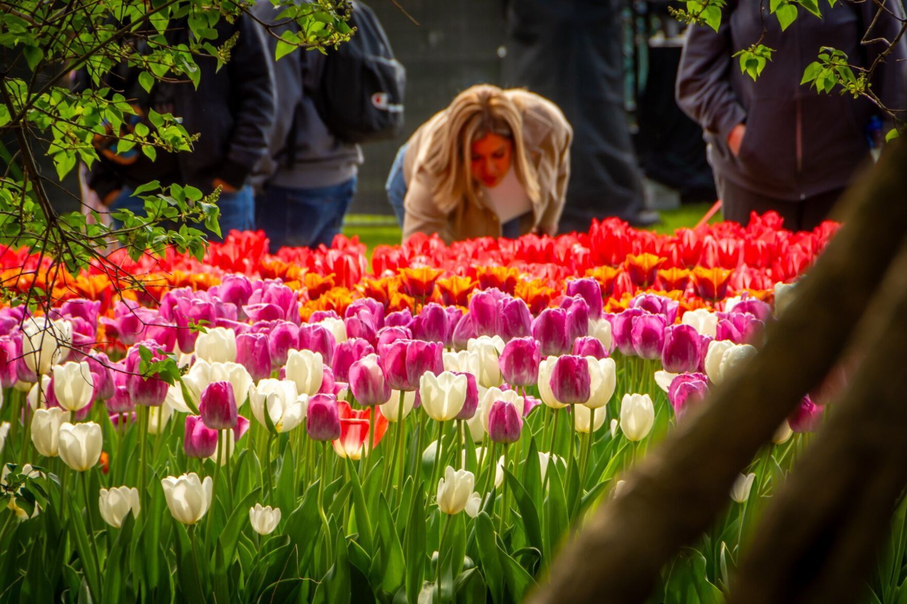 Catch the final days of Canada’s largest tulip festival
