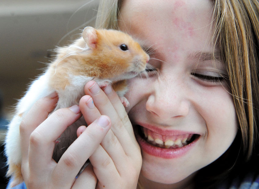 NIB Nib the fastest hamster