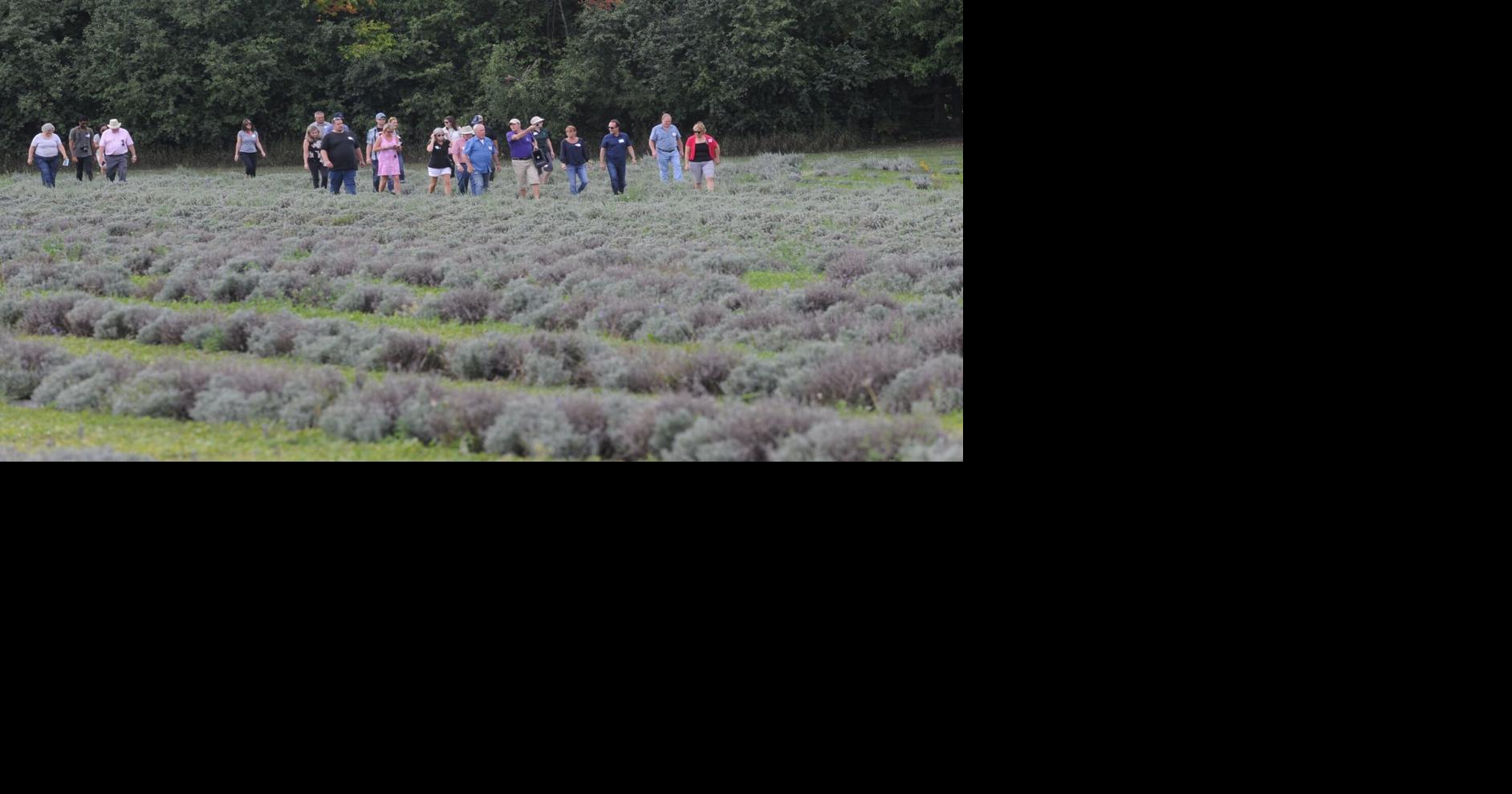 ‘So sad’: Milton lavender farm closed for good