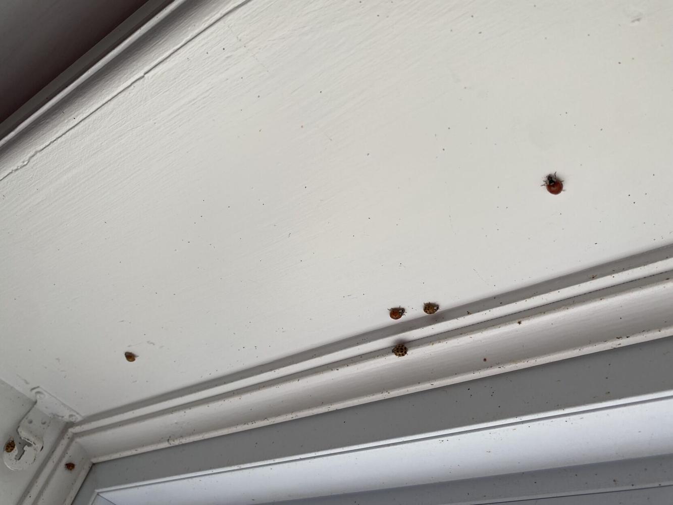 Why some parts of Ontario might see more Asian lady beetles