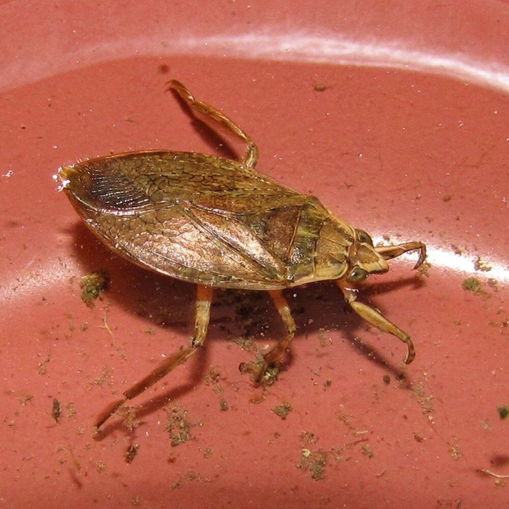 Ontario beach bugs that might bite you this summer