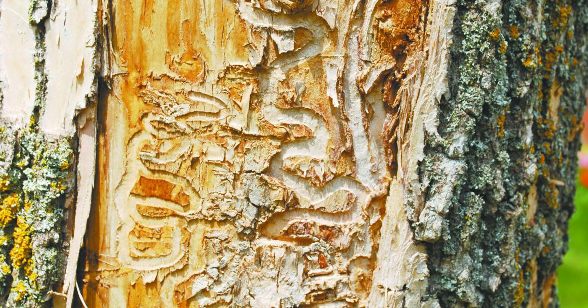 Oakville treated 3,000 ash trees this summer