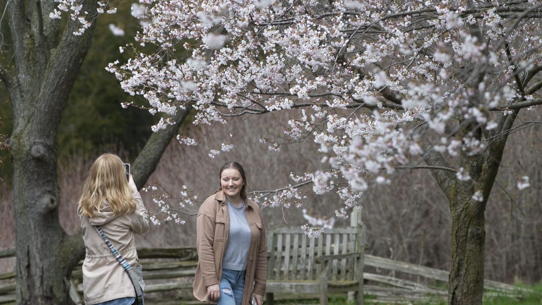 Where to see cherry blossoms in Ontario at peak bloom?