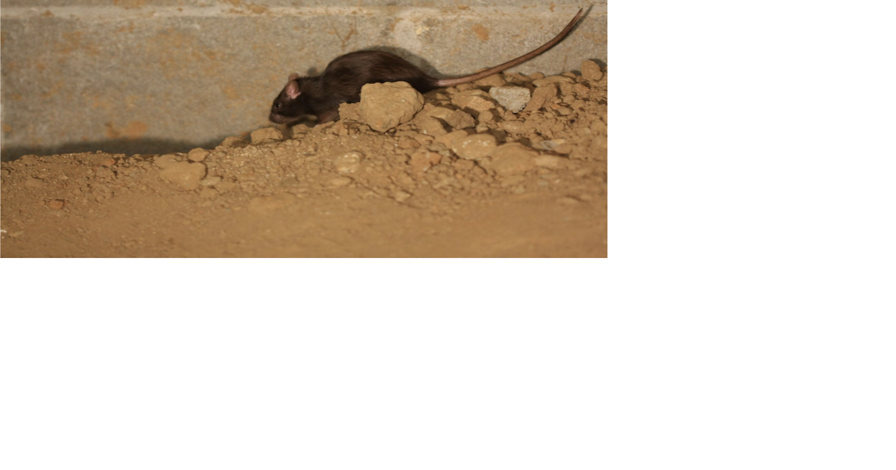 Ontario rat infestations: How to rat-proof homes, businesses