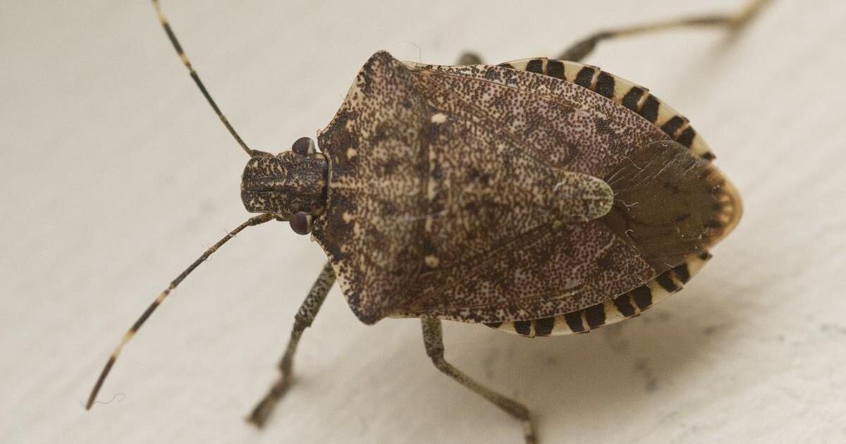 common house bugs alberta