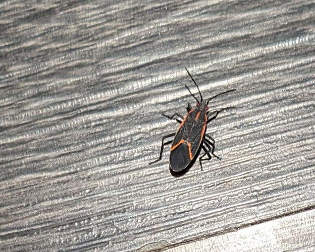 Rodents and ‘strange bugs’ are invading Ontario homes