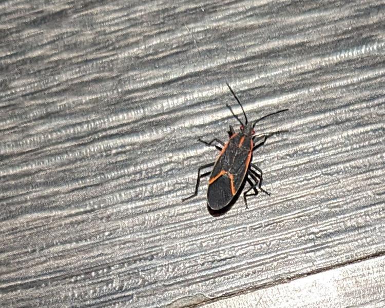 How to rid your home of unwanted bugs with spring cleaning