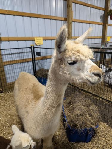 Your guide to Ontario fall fairs near you