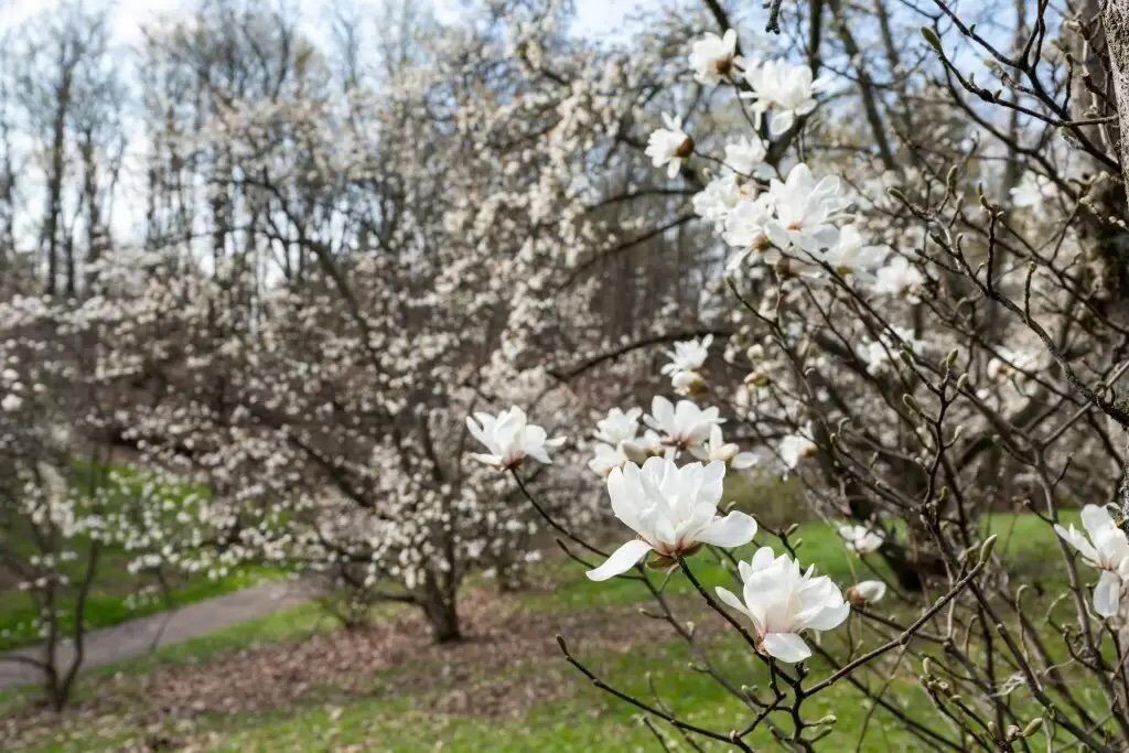 ‘Peak bloom’ for RBG cherry blossoms, star magnolias