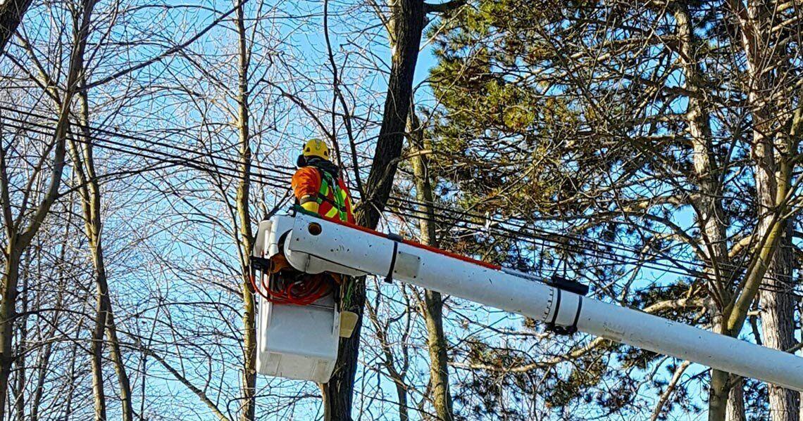 Town of Oakville starting tree pruning programs