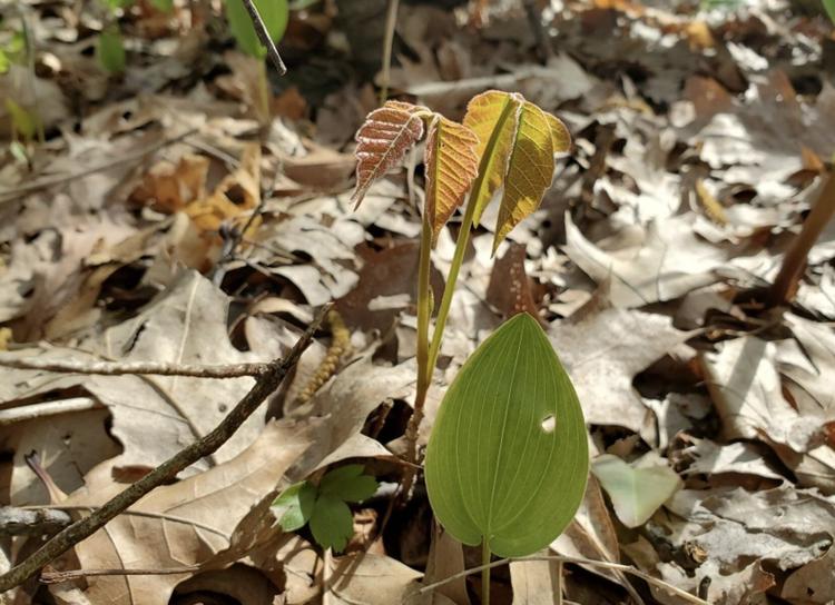 What does poison ivy look like in Ontario?