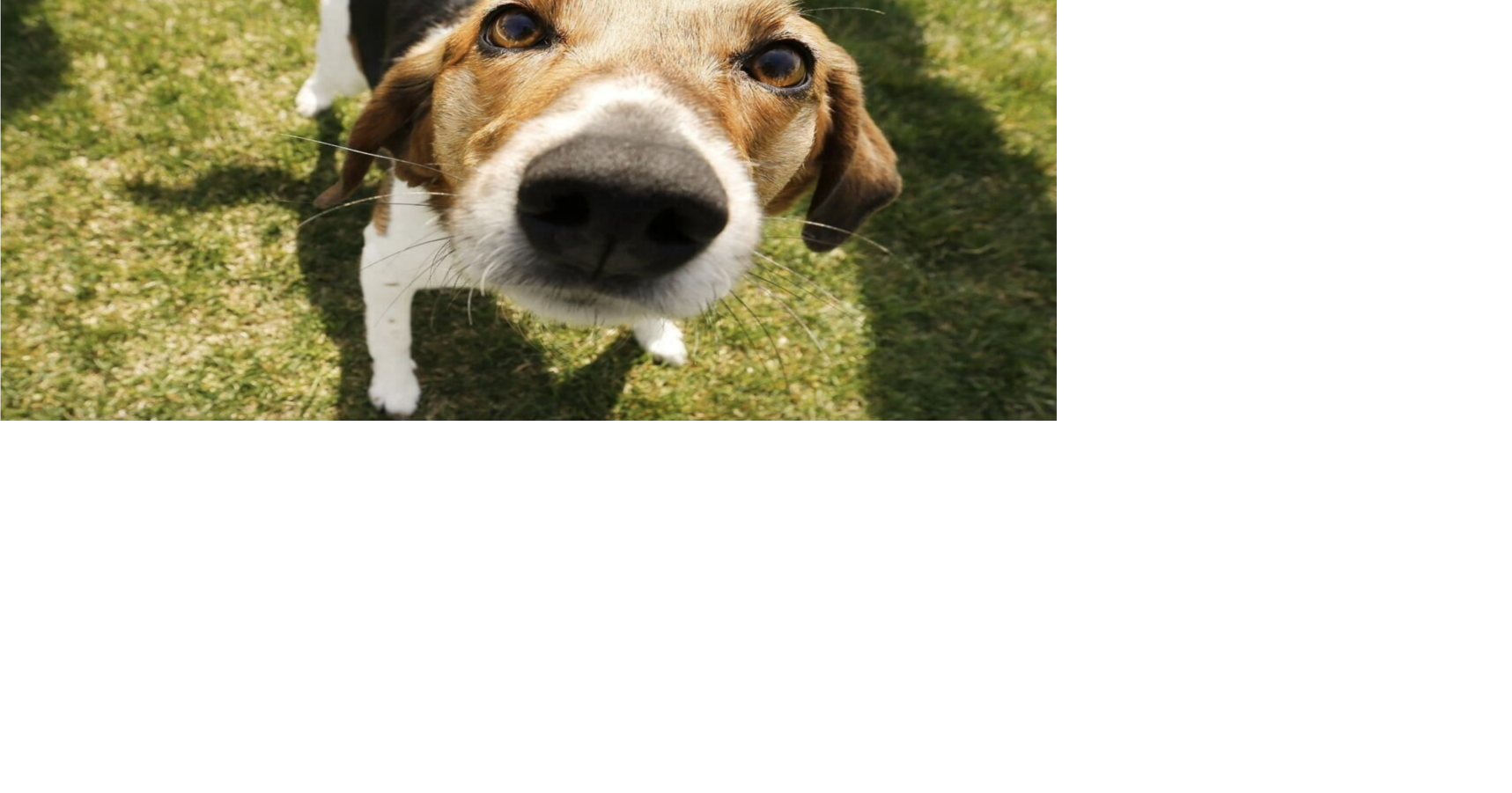 Top Canadian dog and cat names of 2025 revealed