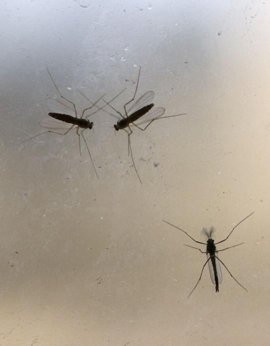 Ontario beach bugs that might bite you this summer