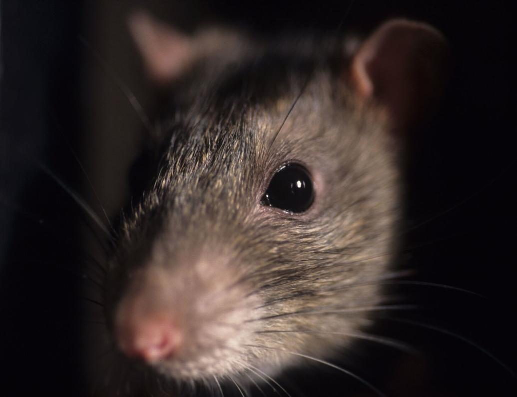Orkin Canada reveals Ontario’s Top 25 rattiest cities