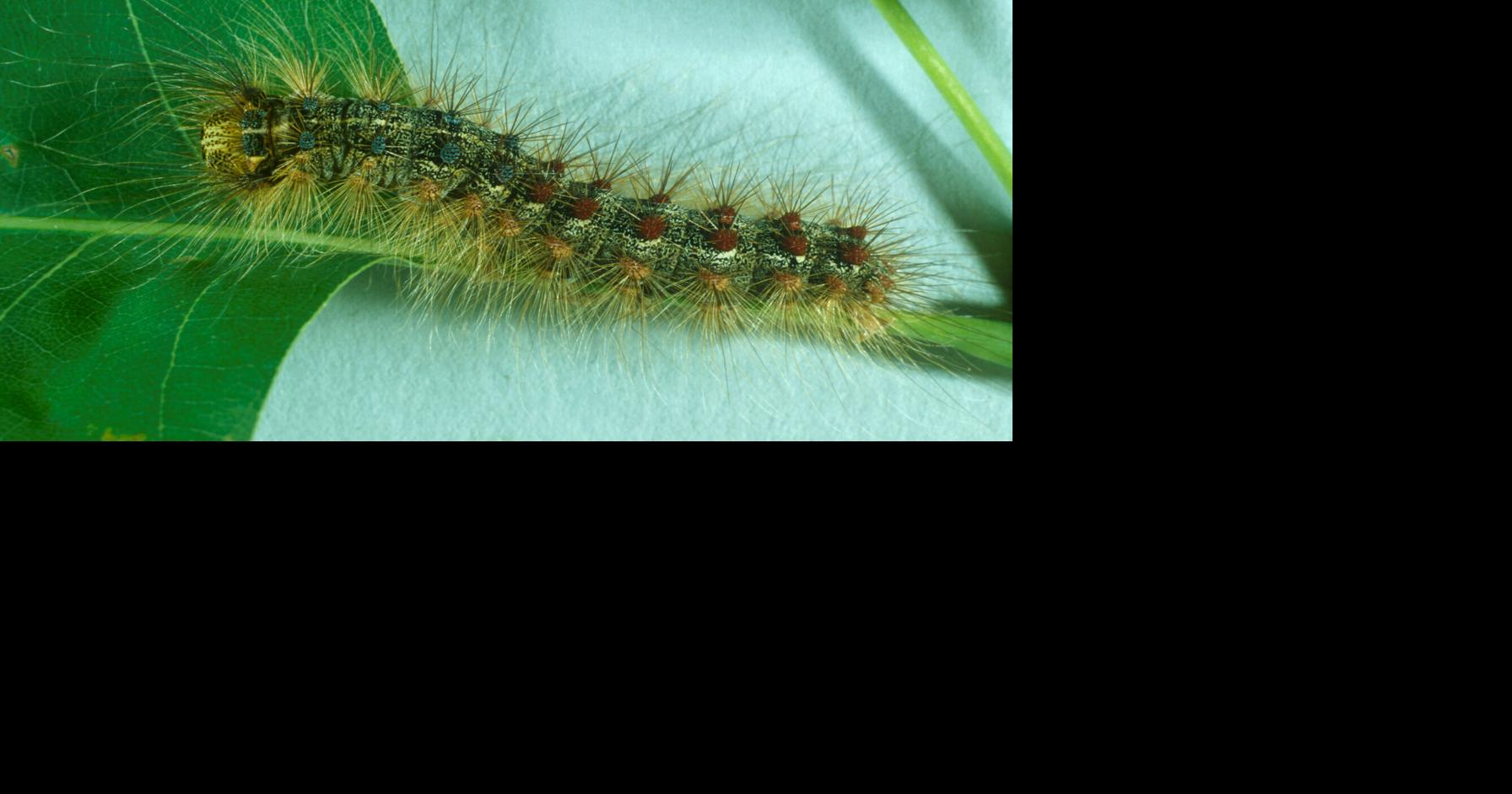 Gypsy moth infestation feared — Town takes action