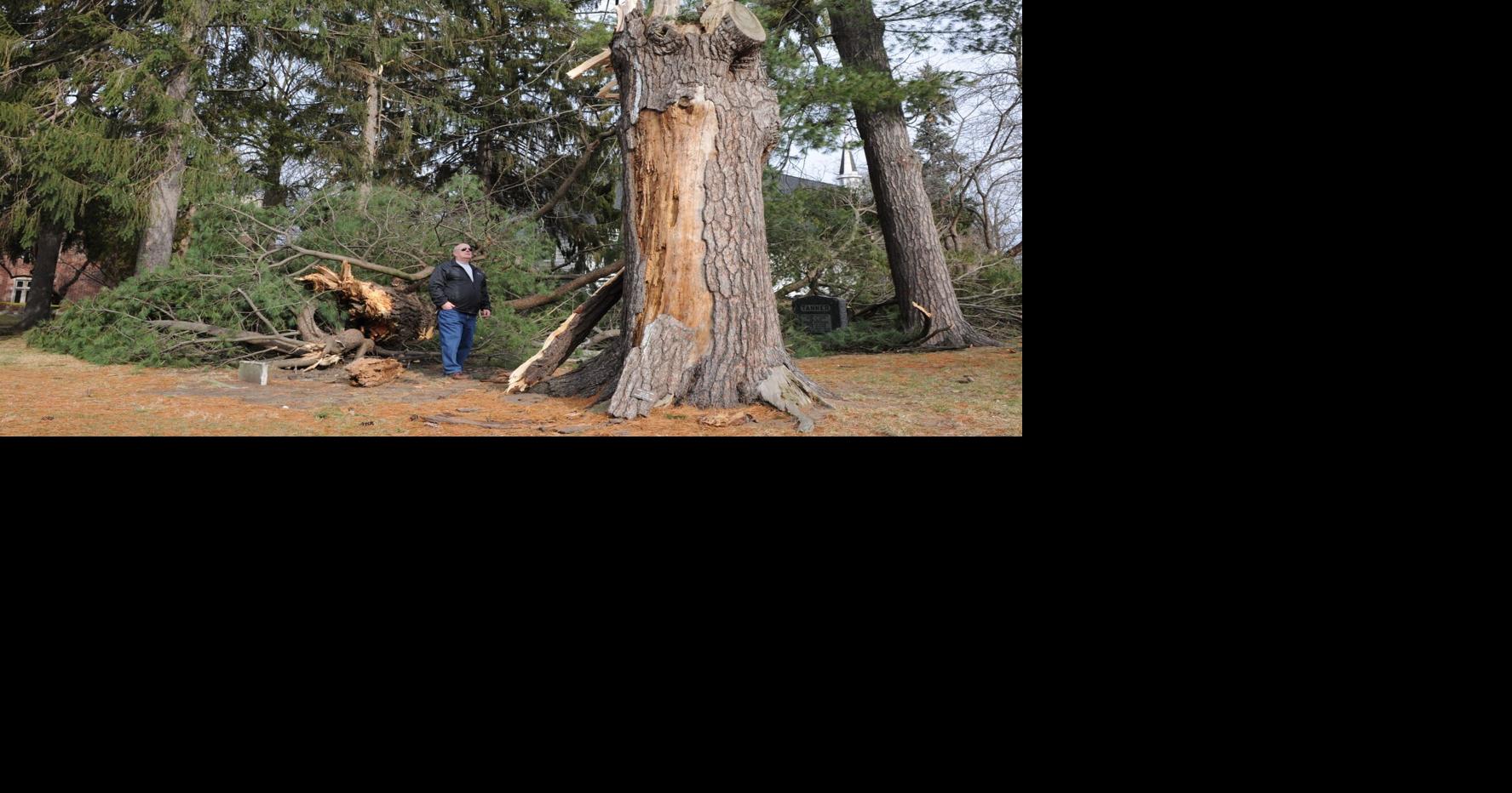 Nearly 80-year-old white pine tree falls in high winds, narrowly misses ...