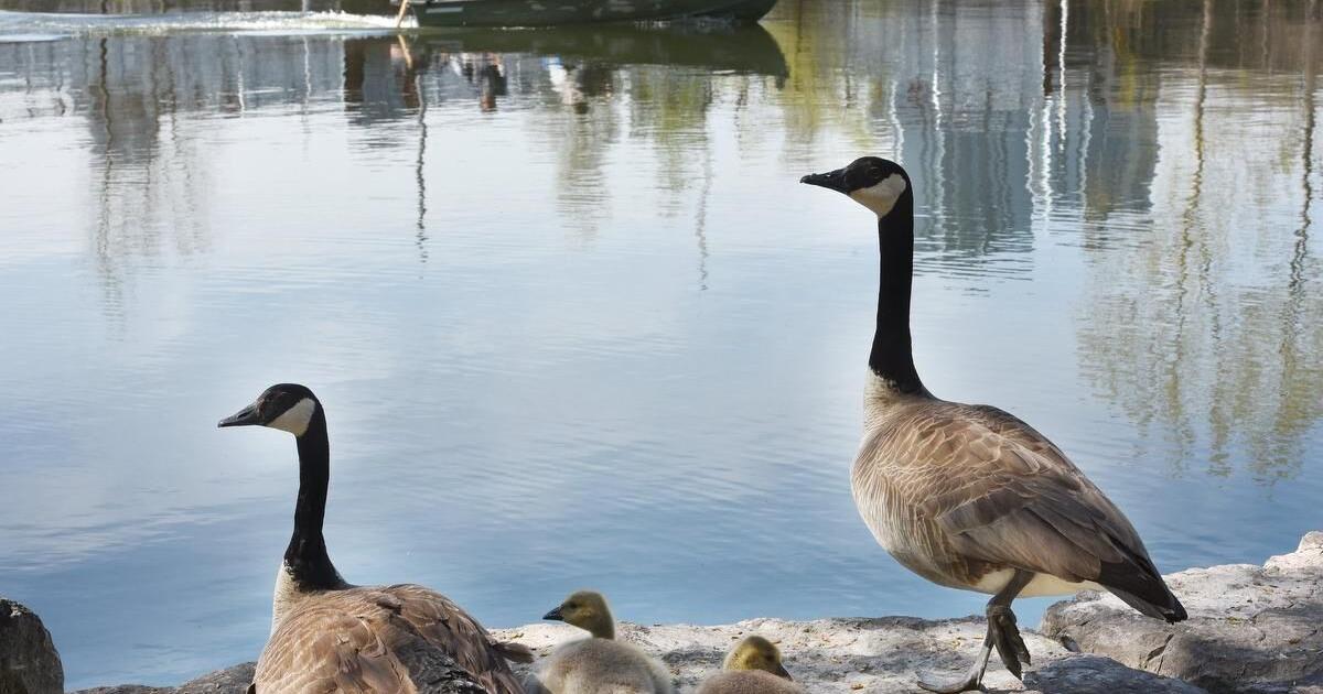 Feeding Canada goose bread can be fatal, humane society warns
