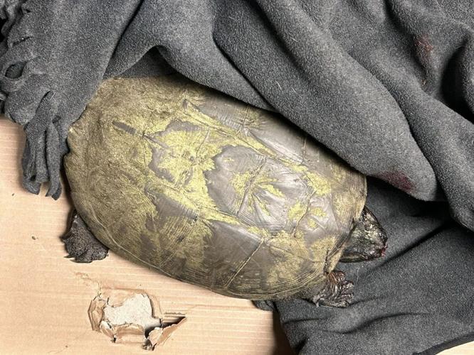 What to do if you spot an injured turtle on Ontario roads?