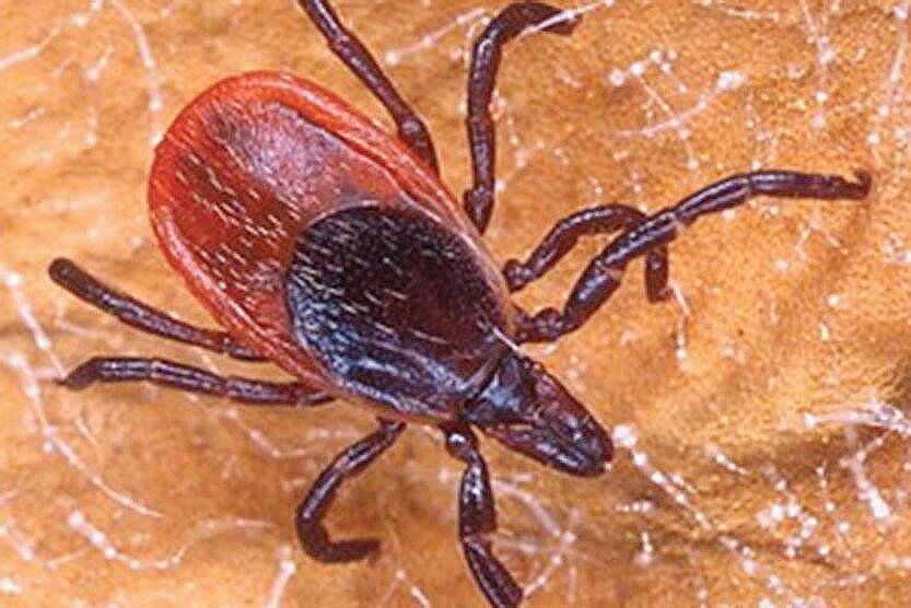 Ontario tick season 2025: What to do to protect yourself