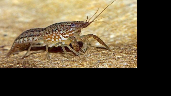 Invasive Crayfish haven’t damaged stormwater ponds yet