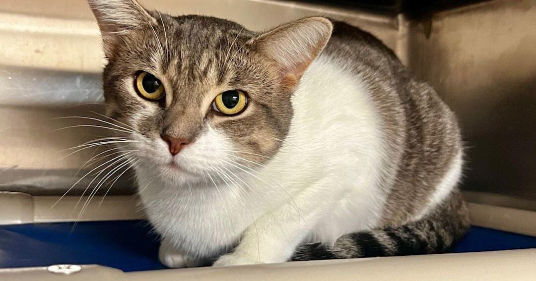 ‘Excess amount of cats’ for adoption at Burlington shelter