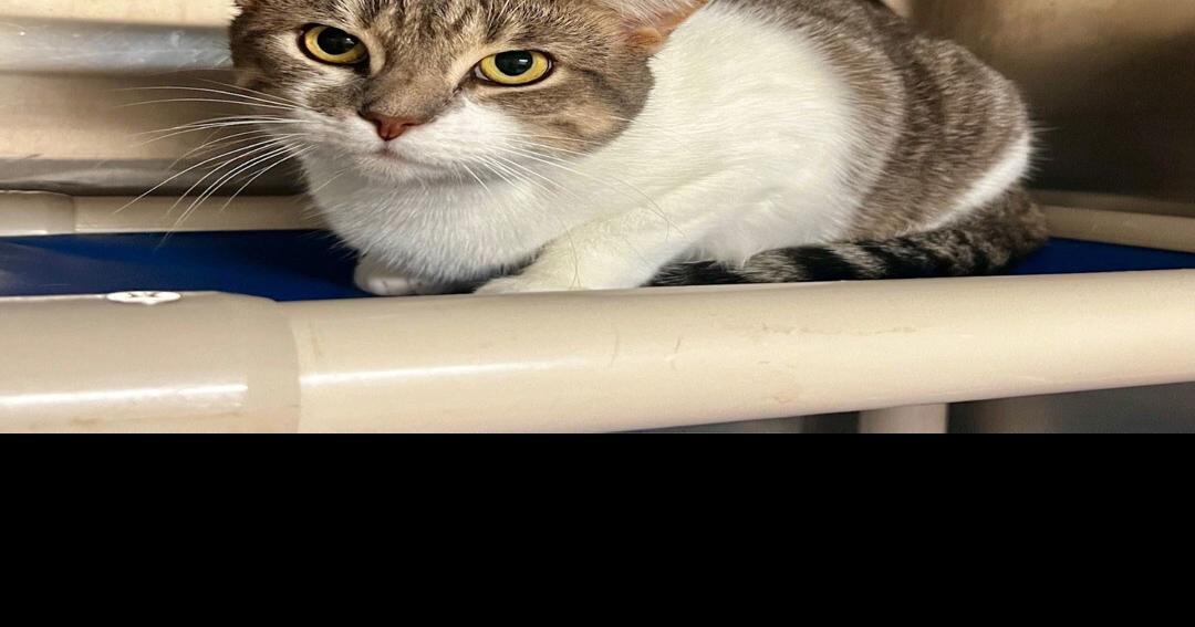 ‘Excess amount of cats’ for adoption at Burlington shelter