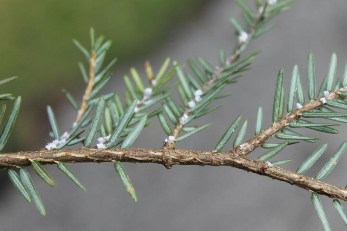 Ontario spends millions per year fighting invasive species