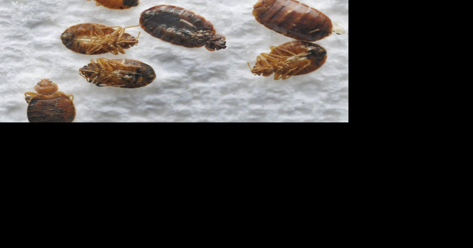 How not to bring bed bugs home after Taylor Swift concert