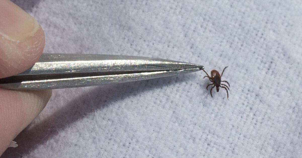 Fall leaves hiding ticks in Ontario - how to stay safe