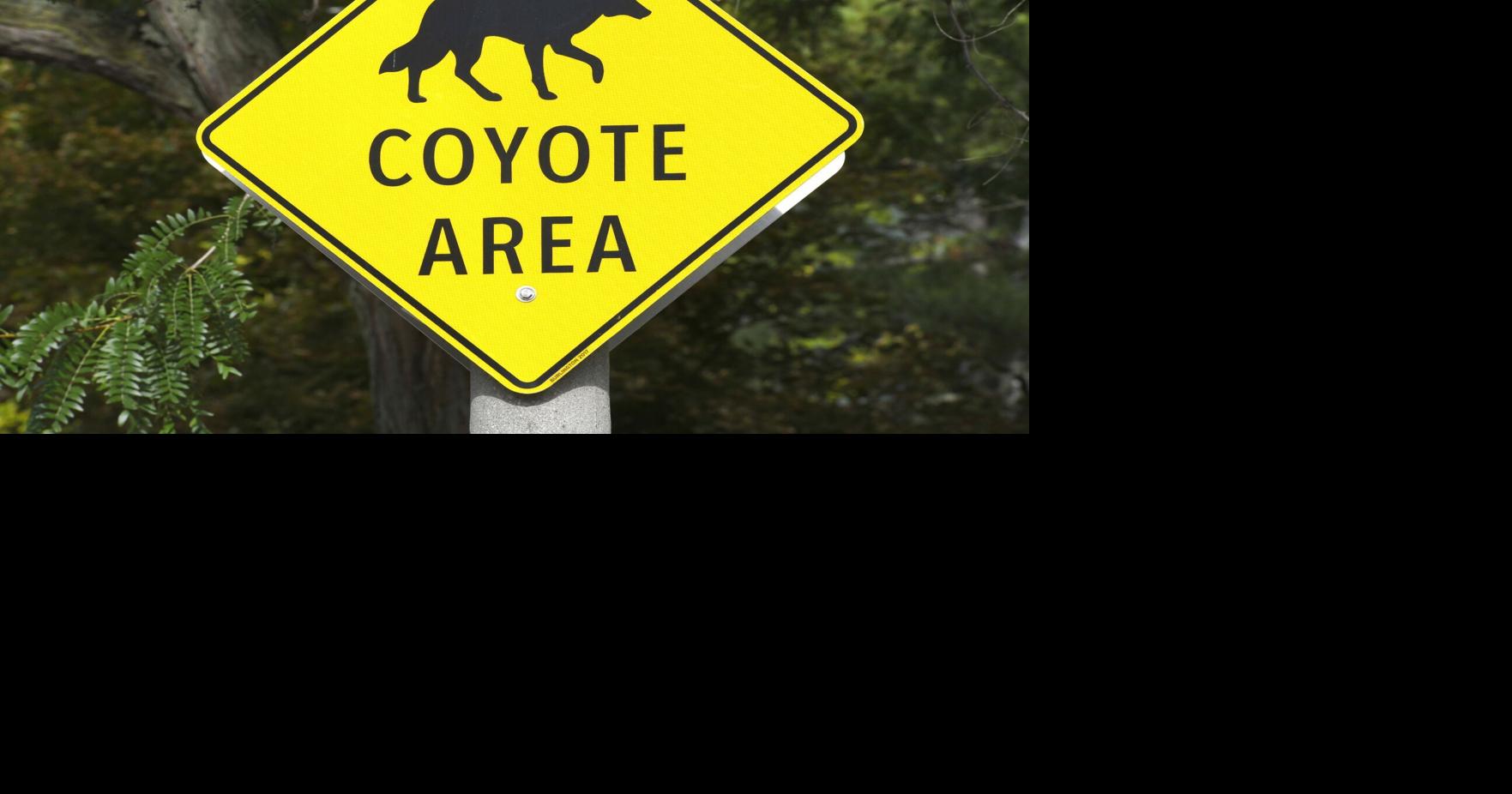 Burlington launches coyote education campaign