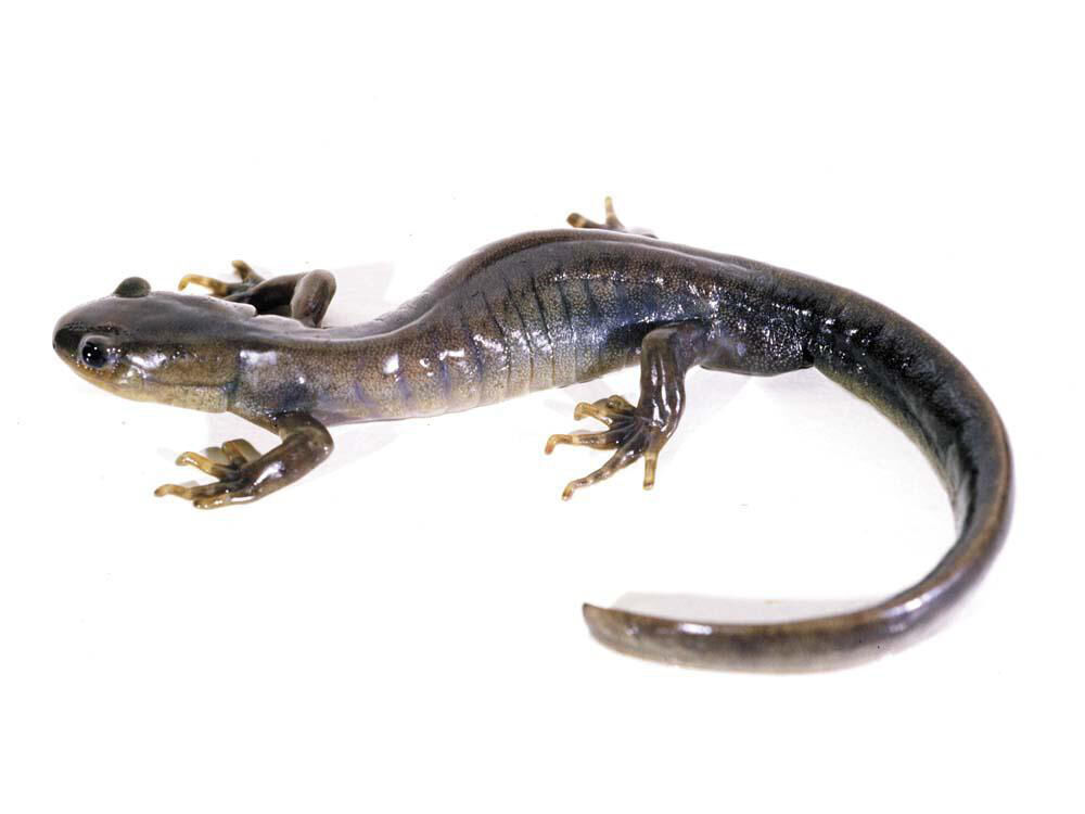 Burlington closing King Road at night for salamanders