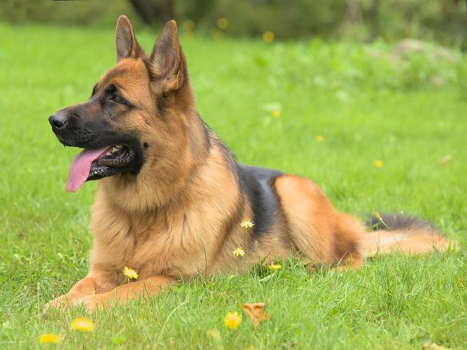 Canada’s Most Popular Dog Breeds 2026: CKC Top 10 List