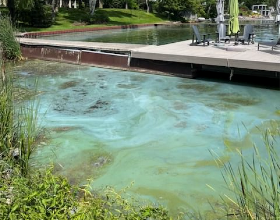 What is blue-green algae and why is it in some Ontario lakes