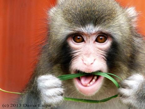 Toronto Ikea monkey became viral sensation 12 years ago