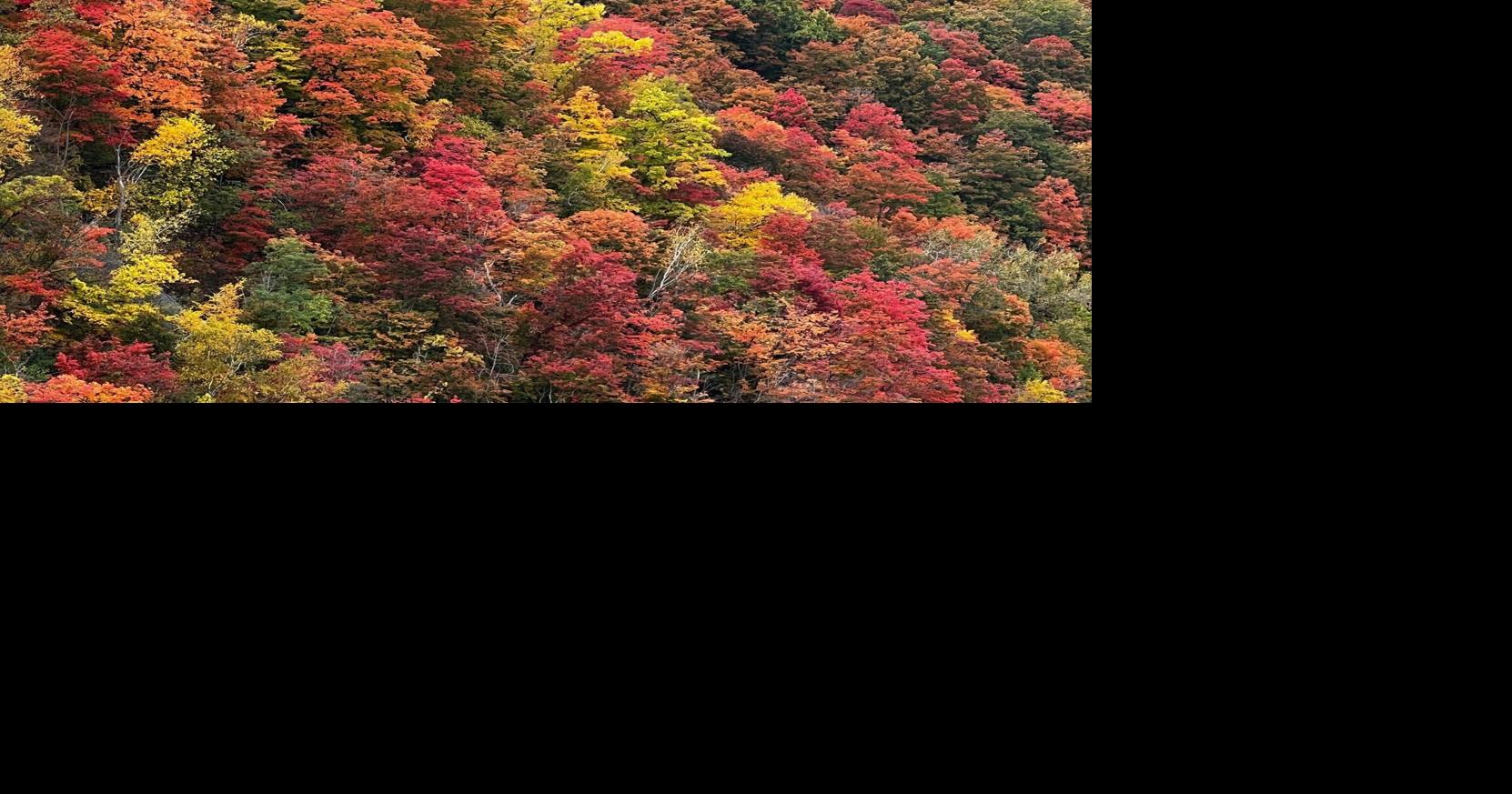 Where to see ‘spectacular’ fall colours in Ontario?