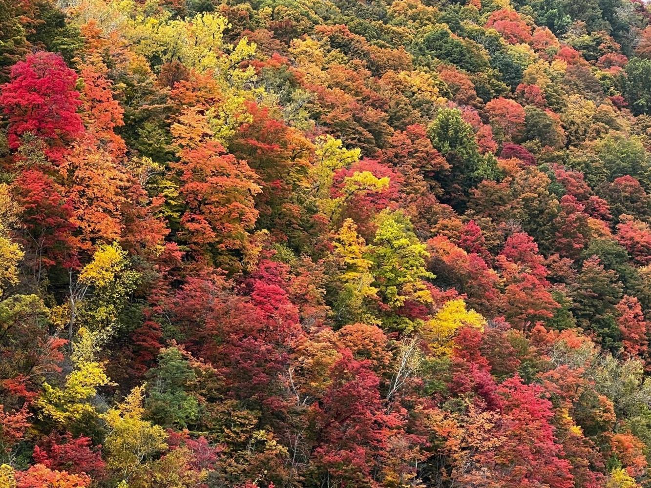 How to check when fall colours will be at peak viewing time