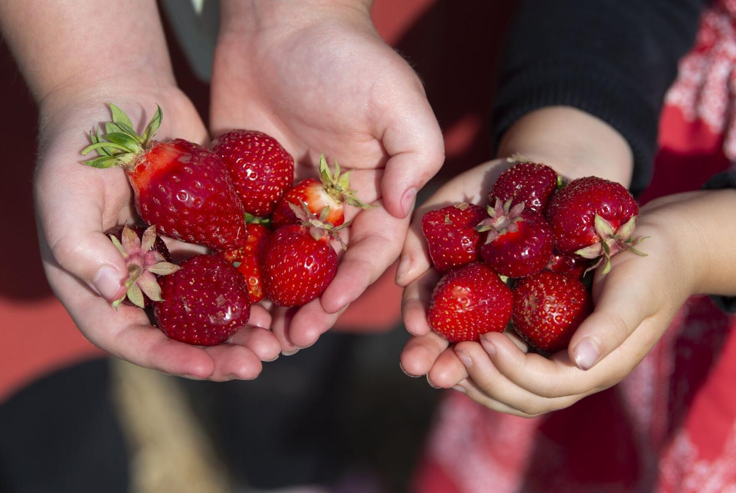 Ontario Strawberry Picking 2026: Season Dates