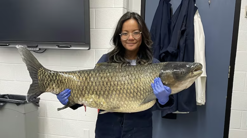 This massive invasive fish was just found in Ontario