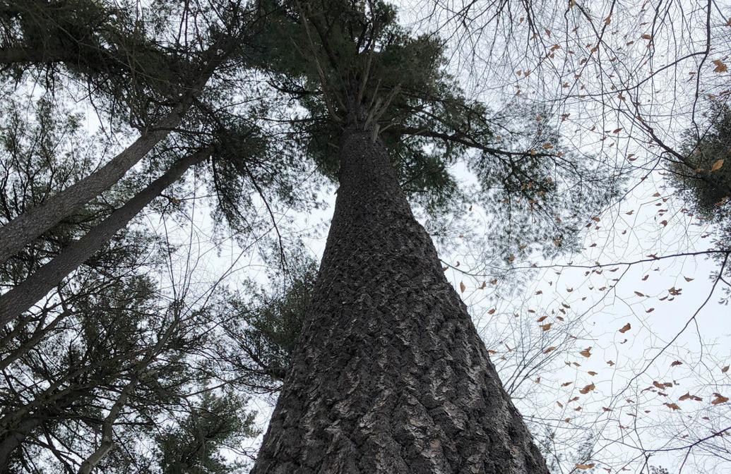This old-growth forest hides Ontario’s tallest tree