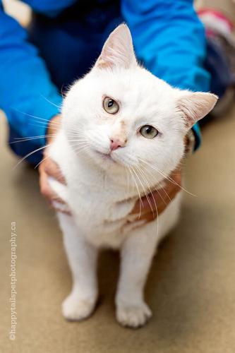 Stray cat with mangled leg in care of Burlington Humane Society