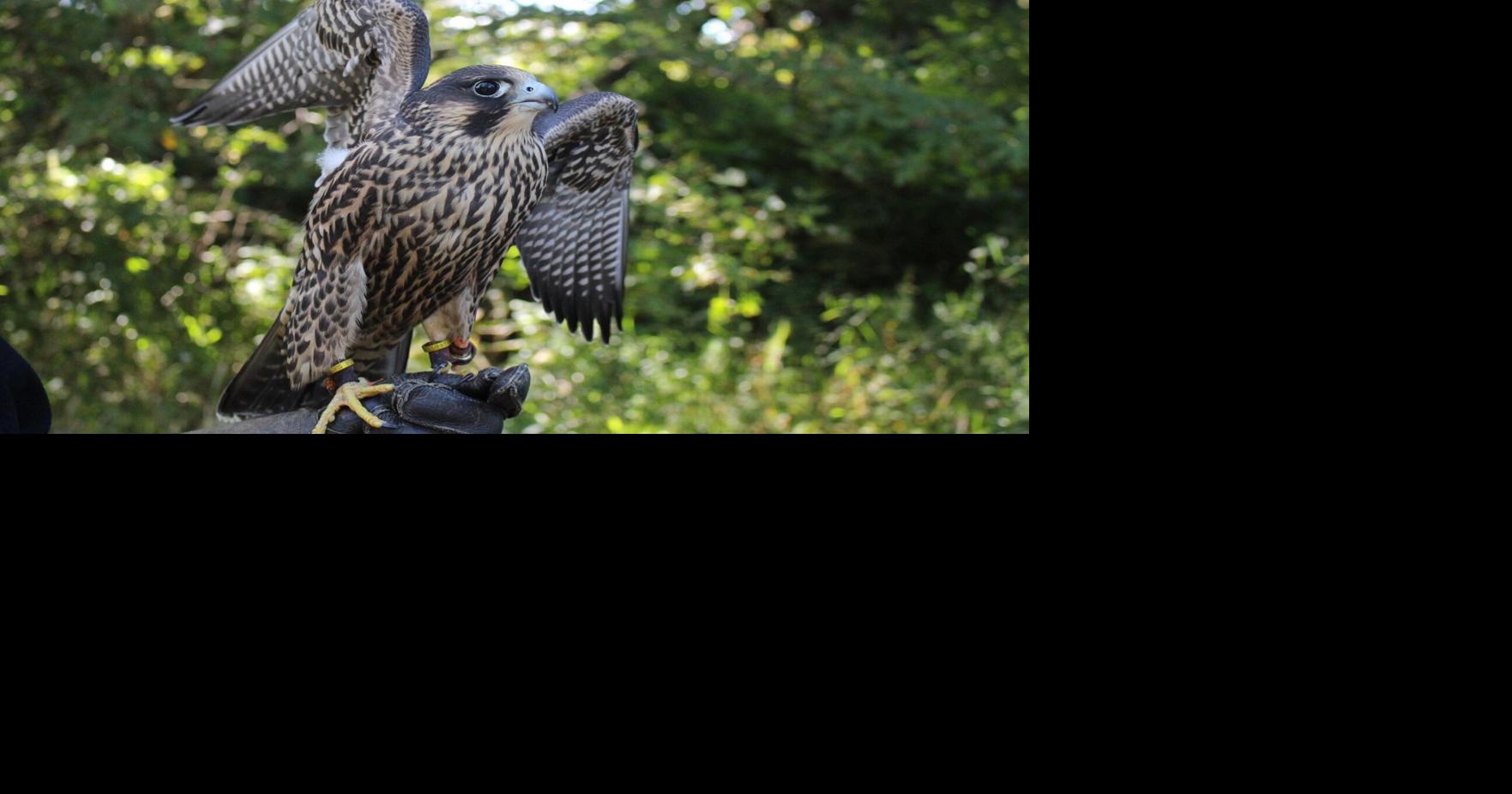 Mountsberg celebrates ‘remarkable’ raptors