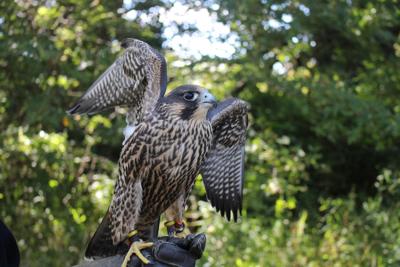 Mountsberg celebrates ‘remarkable’ raptors