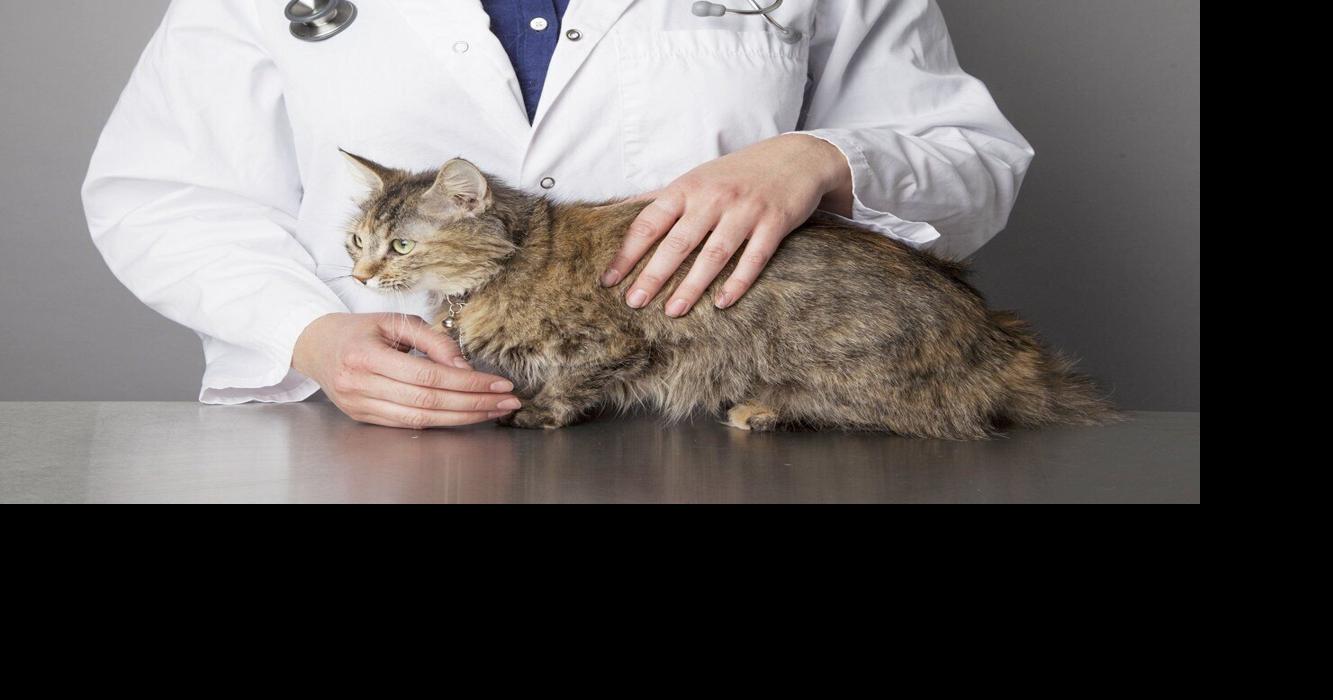 Recall issued for cat food in Canada, U.S. after cat dies