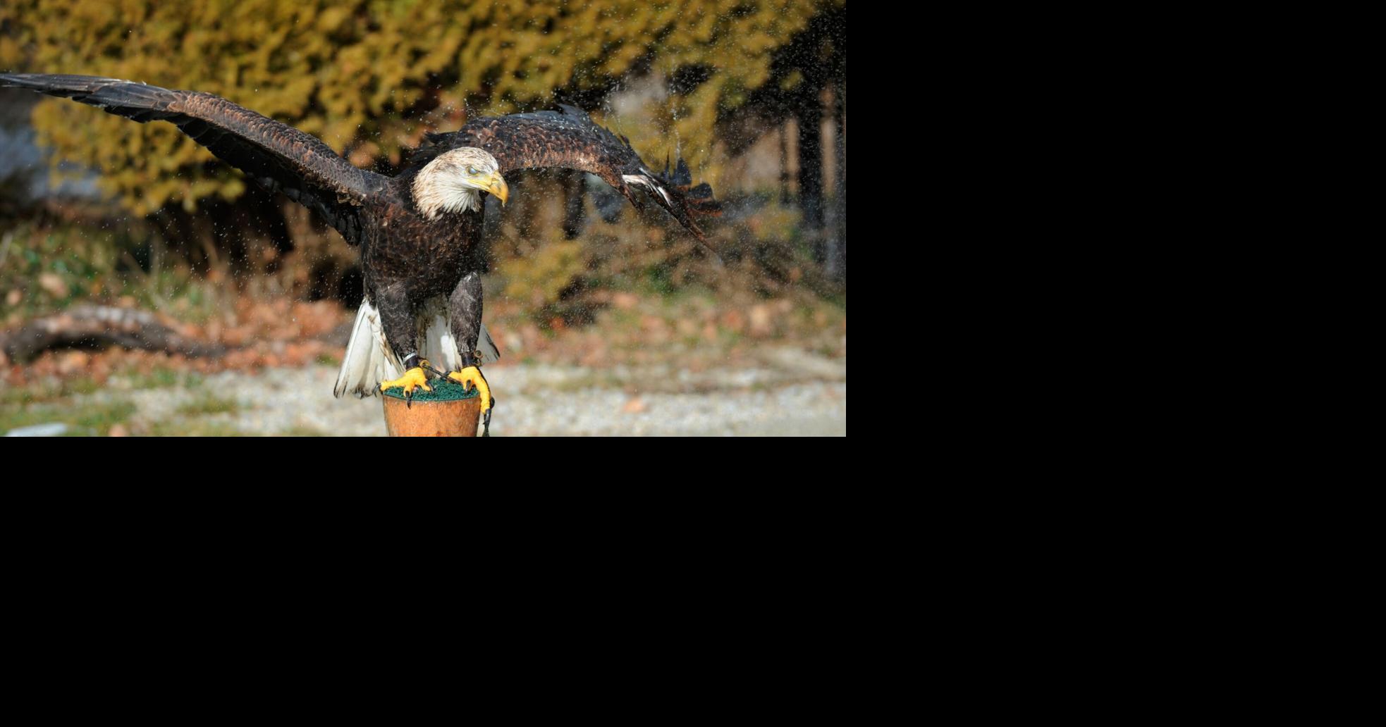 Conservation Halton Foundation set to mark opening of new barn, raptor ...