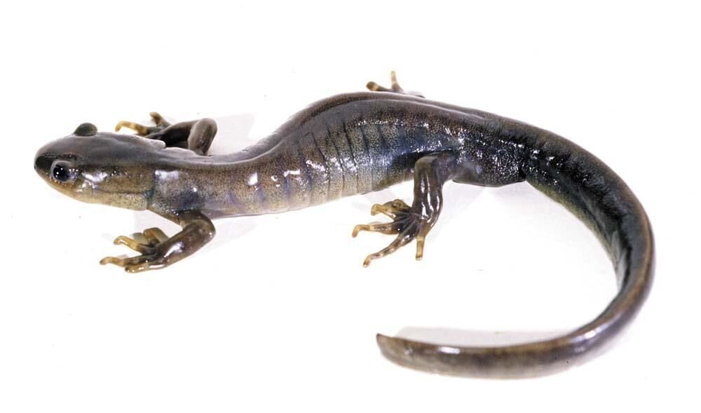Endangered salamanders left to cross King Road at own risk