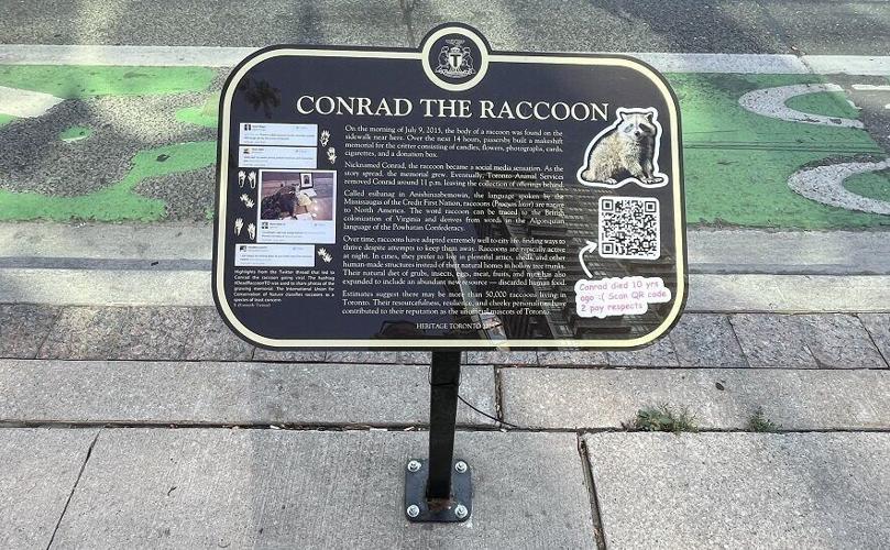 Viral dead Toronto racoon commemorated with plaque