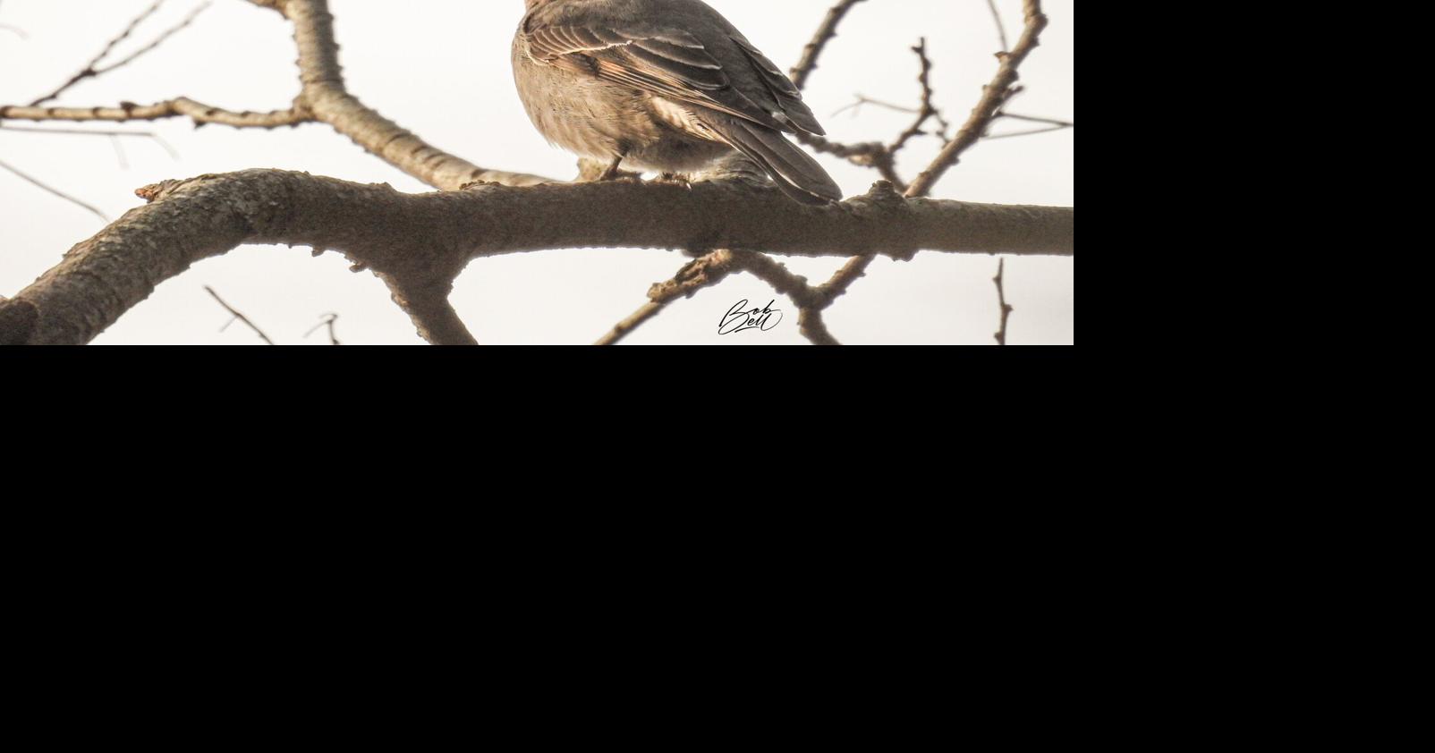 Western songbird spotted in rare visit to Milton
